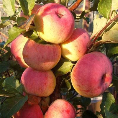 Яблоня домашняя Услада