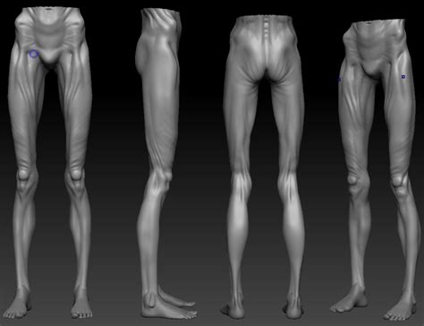 Leg Muscle Reference