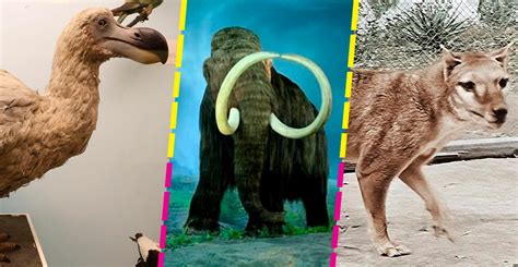 Ficha Técnica Sobre El Mamut Extinto
