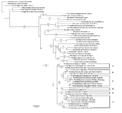 Majority Consensus Trees From The Bayesian Analysis Based On The
