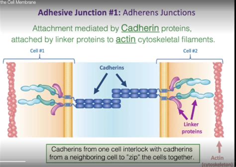 Cell Adhesion Flashcards Quizlet
