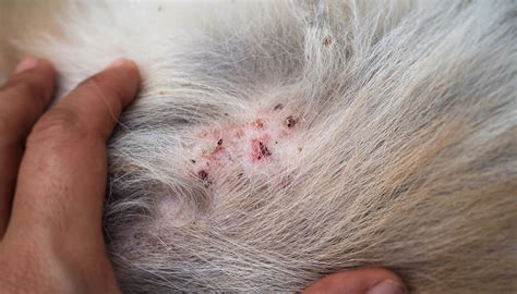 ¿de Qué Color Son Las Pulgas De Los Perros Y Su Importancia