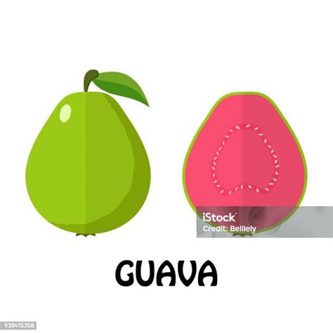 벡터 일러스트 레이 션 플랫 구아바 흰색 배경 최소한의 스타일 원료 신선한 과일에 고립 구아바에 대한 스톡 벡터 아트 및 기타 이미지 구아바 만화 건강한 생활방식