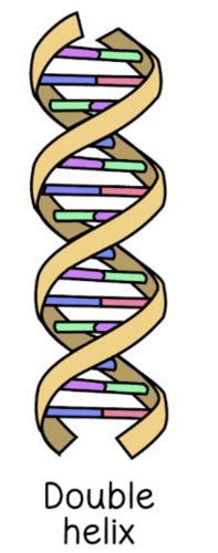 Macromolecules Flashcards Quizlet