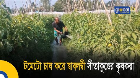 টমেটো চাষ করে স্বাবলম্বী সীতাকুণ্ডের কৃষকরা Bangla News Update News Global Tv News Youtube