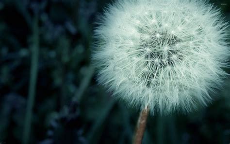 [400 ] Dandelion Wallpapers