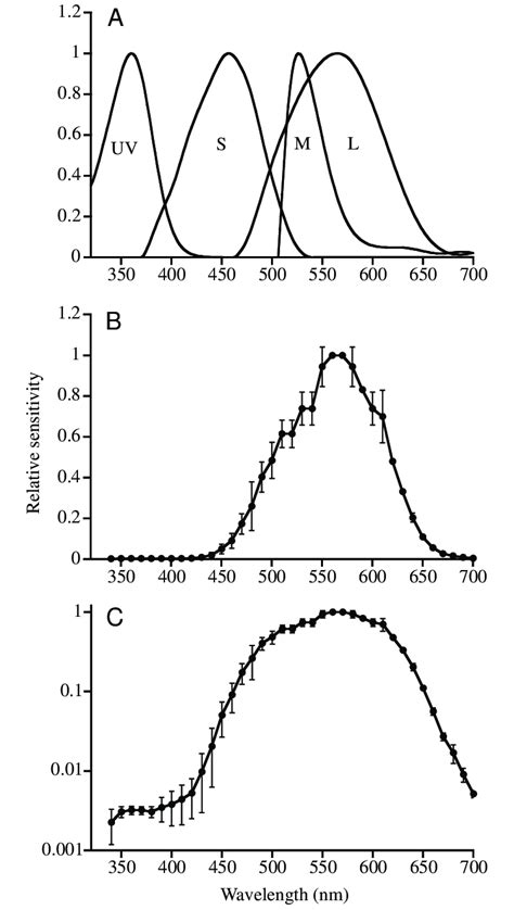 A The Spectral Sensitivity Function For Each Of Four Classes Of Cone