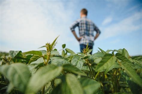 농협가들은 농장에서 자라는 콩 작물을 검사합니다 농업 생산 개념 젊은 농학자는 여름에 현장에서 콩 작물을 검사합니다 콩 밭에 농부 검사 보기에 대한 스톡 사진 및 기타