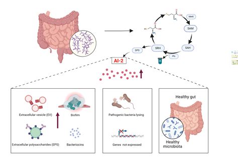 Ai 2 Quorum Sensing Biorender Science Templates
