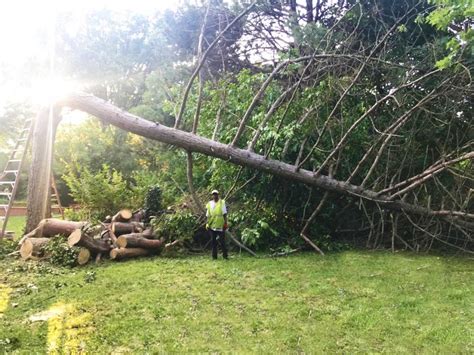 Team Work Photos West Bloomfield Tree Service Removal