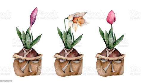 수채화 봄 꽃 일러스트 레이 션은 흰색 배경에 고립되어 있습니다 수채화 옐로우 수선화 화이트 나르시수스 핑크 튤립 전구 새싹과 꽃 클립 패브릭 가방 봄 꽃 승화 가방에 대한