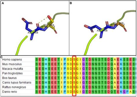 A Pymol Software Analysis Ser869 Interacts With Asp868 Via Hydrogen Download Scientific