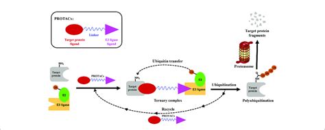 Schematic Diagram Of Proteolysis Targeting Chimeras Protacs Download Scientific Diagram