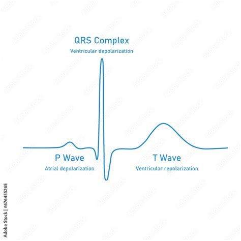 Ventricular Repolarization T Wave The Qt Interval Of Ecg The Cardiac Cycle Ecg Of A Heart In