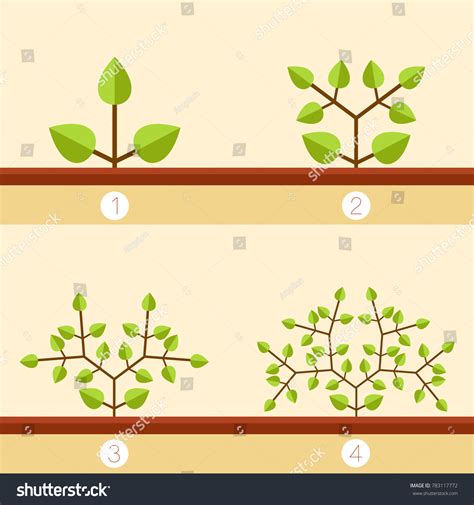Dichotomous Branching Plants Banner Stock Illustration 783117772 Shutterstock