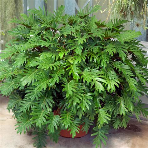 Xanadu Philodendron Winterbourn Plants For Sale