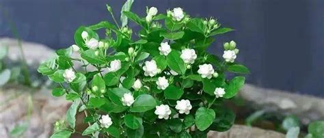 4种漂亮的花，不仅能赏花，还能驱蚊，整个夏天都“默默无蚊”养护开花万寿菊