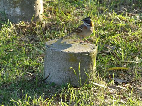 Des Oiseaux Oiseau Assis Le Monde Photo Gratuite Sur Pixabay Pixabay
