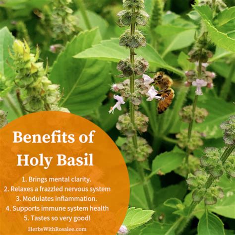 Health Benefits Of Tulsi