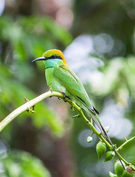 Green Bee Eater Bird Nature Free Photo On Pixabay