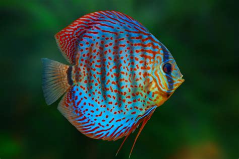 Discus Fish Tank