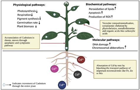 Cadmium Toxicity In Plants