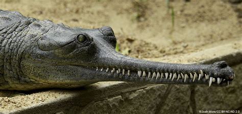 Gharial Gavialis Gangeticus