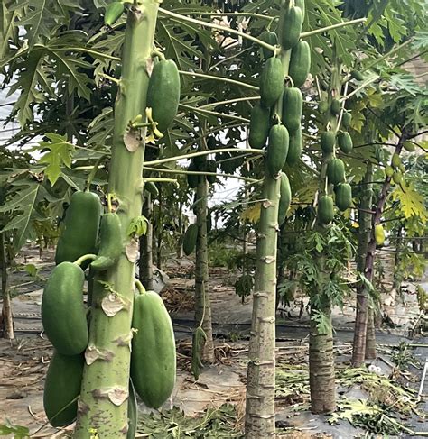 알림 살렘농원살렘 성경식물교육원 개원 예배