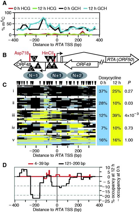 Expression Of A Doxycycline Inducible Rta Transgene Altered Chromatin Download Scientific