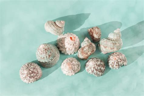 최소한의 여름 플랫 레이 햇빛에 조개껍데기가 있는 배경 미적 단색 정물화 청록색 여름 휴가 개념 태양 그림자가 있는 추상적인