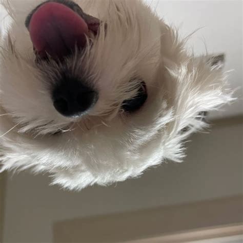 아크릴도료 붓도색에 도전해보고싶은데 아는게 하나도 없어 오늘 찾아본 정보는 화방에서 아크릴 도료를 사고 물과 1 0 5 1