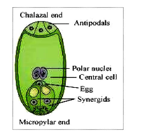 With A Neat Diagram Explain The 7 Celled 8 Nucleate Nature Of The Fem