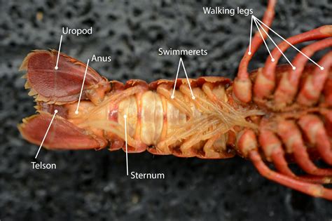 38 External Anatomy Of The Crayfish