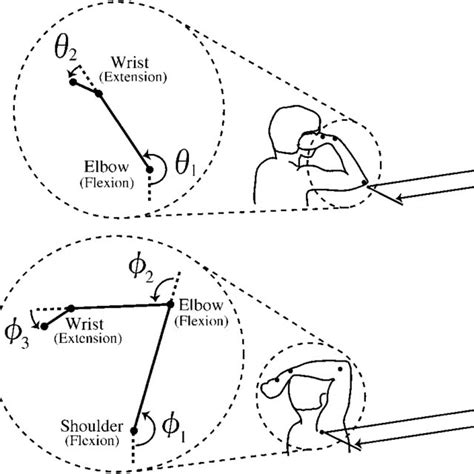 Muscle Torque Impulse Musim Interaction Torque Impulse Intim Net