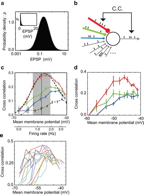 Maximizing The Fidelity Of Spike Transmission With Long Tailed Sparse Download Scientific