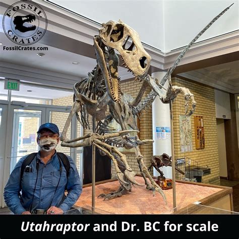 Fossil Crates Cutting Edge Theropod Utahraptor Ostrommaysi Was The