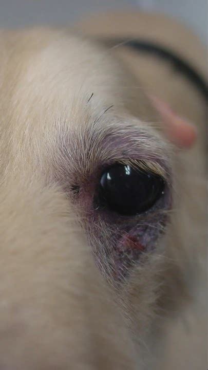 토니 눈수술 해야 된다고 합니다 ㅠㅠ 푸들 스탠다드푸들 유기견 유기견입양 댕댕이 댕댕이산책 푸들은사랑입니다 푸들키우기 입양 댕댕이 댕댕이산책 스탠다드