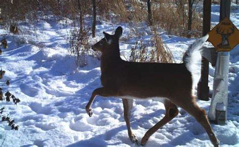 Winter Whitetail Management Backyard Feeding North American Deer Hunter