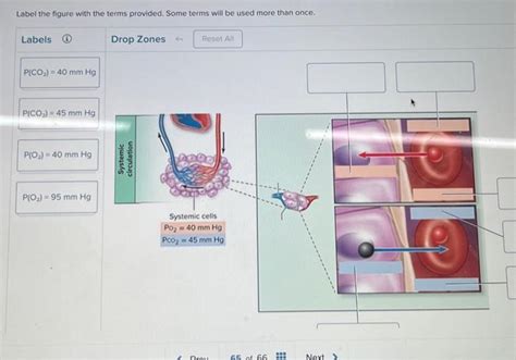 Solved Label The Figure With The Terms Provided Some Terms