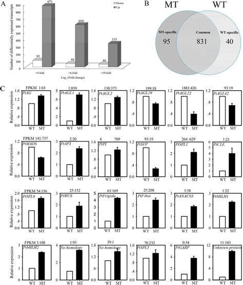 Differential Expression Of Protein Coding Genes A The Total Numbers Download Scientific