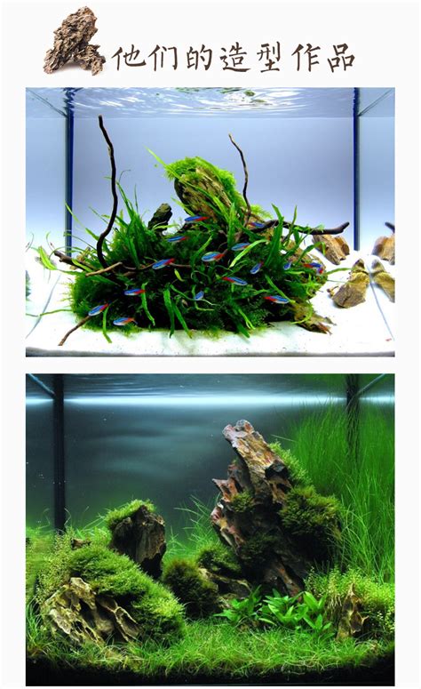 80草缸造景图比赛作品 千图网