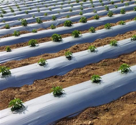 Malç Film Nab Medikal Plastik