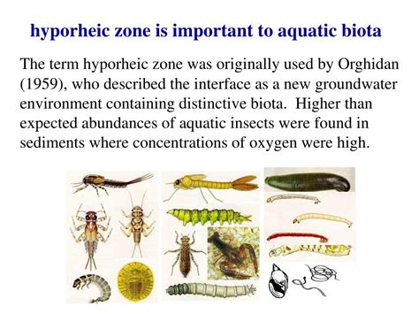 Ppt Hydrologic Interactions Between Streams And Their Subsurface