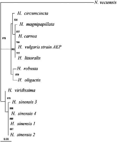 Maximum Likelihood Tree Resulting From Analysis Of Partial 18s Rrna