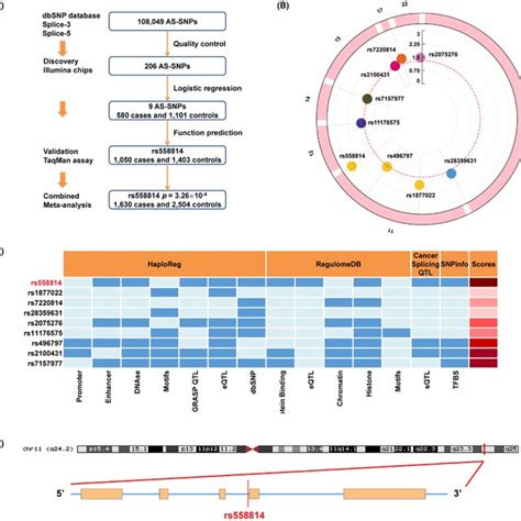 Alternative Splicing‐single Nucleotide Polymorphism As‐snp Selection Download Scientific