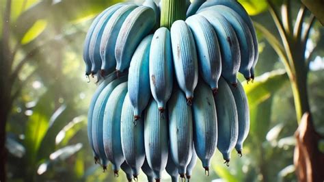 Meet Blue Java Banana The Magical Fruit That Tastes Like Ice Cream Ellaslist