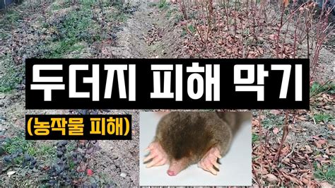 두더지 피해 줄이는 방법 알려드립니다 Youtube