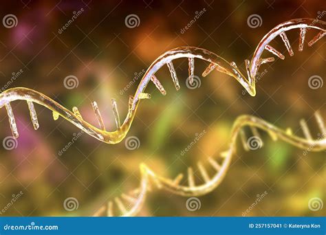 Molecule Of MRNA 3D Illustration Stock Illustration Illustration Of