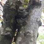 Trees Sucking On Things