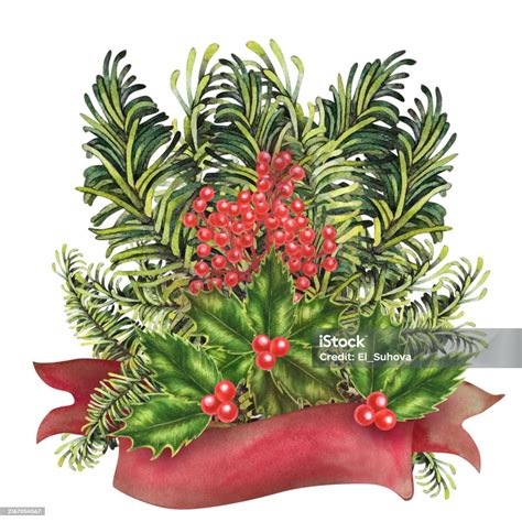 녹색 전나무 가지 홀리 열매 와 종이 리본 배너 와 크리스마스 꽃다발 와 수채화 식물 그림 흰색 뒷면에 고립되어 있습니다 빈티지 롤업 템플릿으로 되어 있습니다 빨간색으로